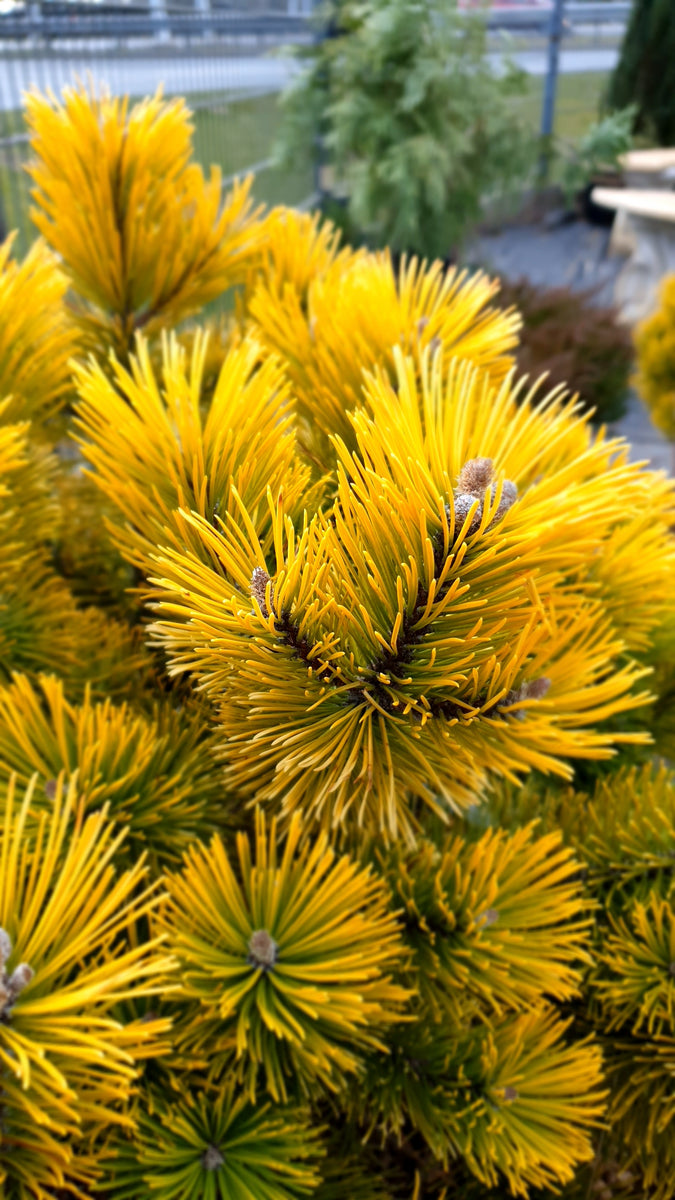 Priedes dārza košumam – Wellbeing Gardens